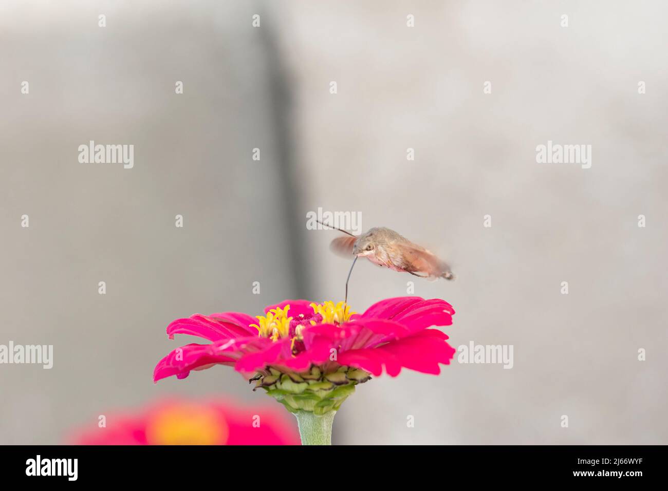 Close-up shot of a Colibri Moth (Macroglossum stellatarum) collecting ...