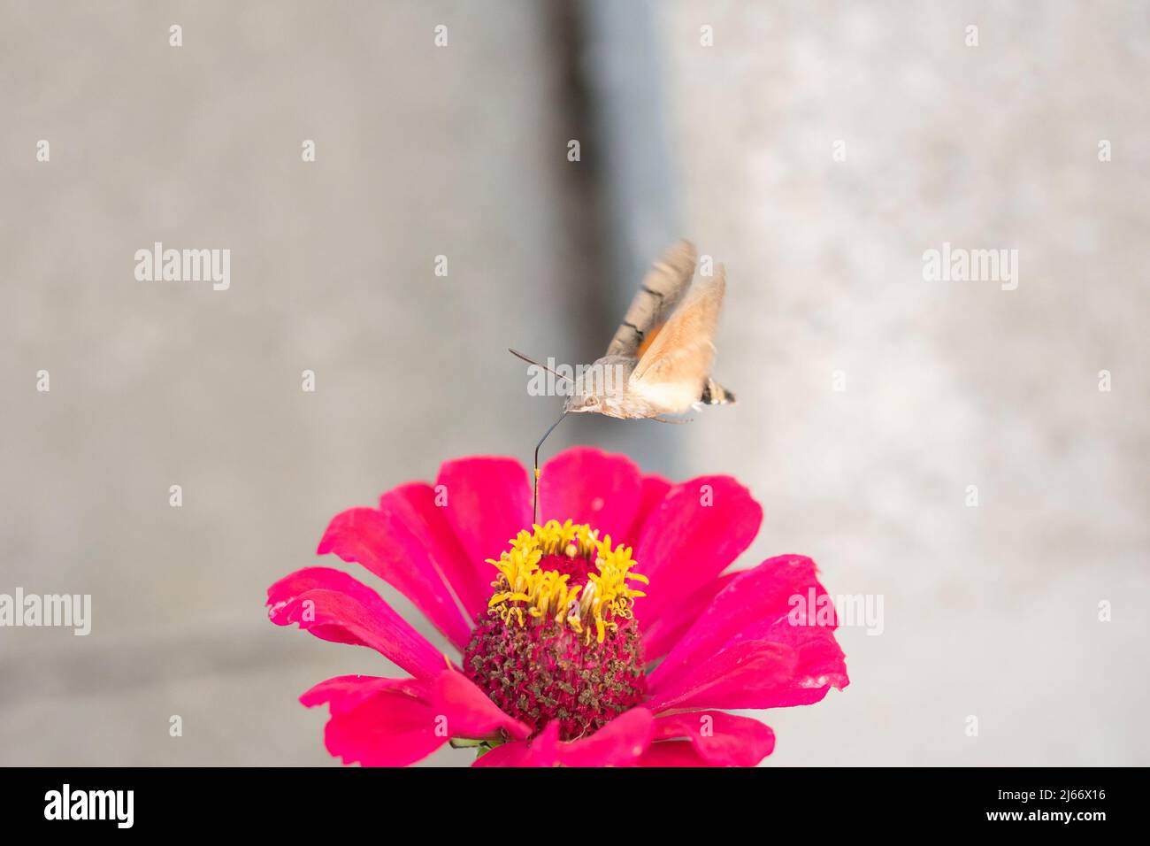 Close-up shot of a Colibri Moth (Macroglossum stellatarum) collecting ...