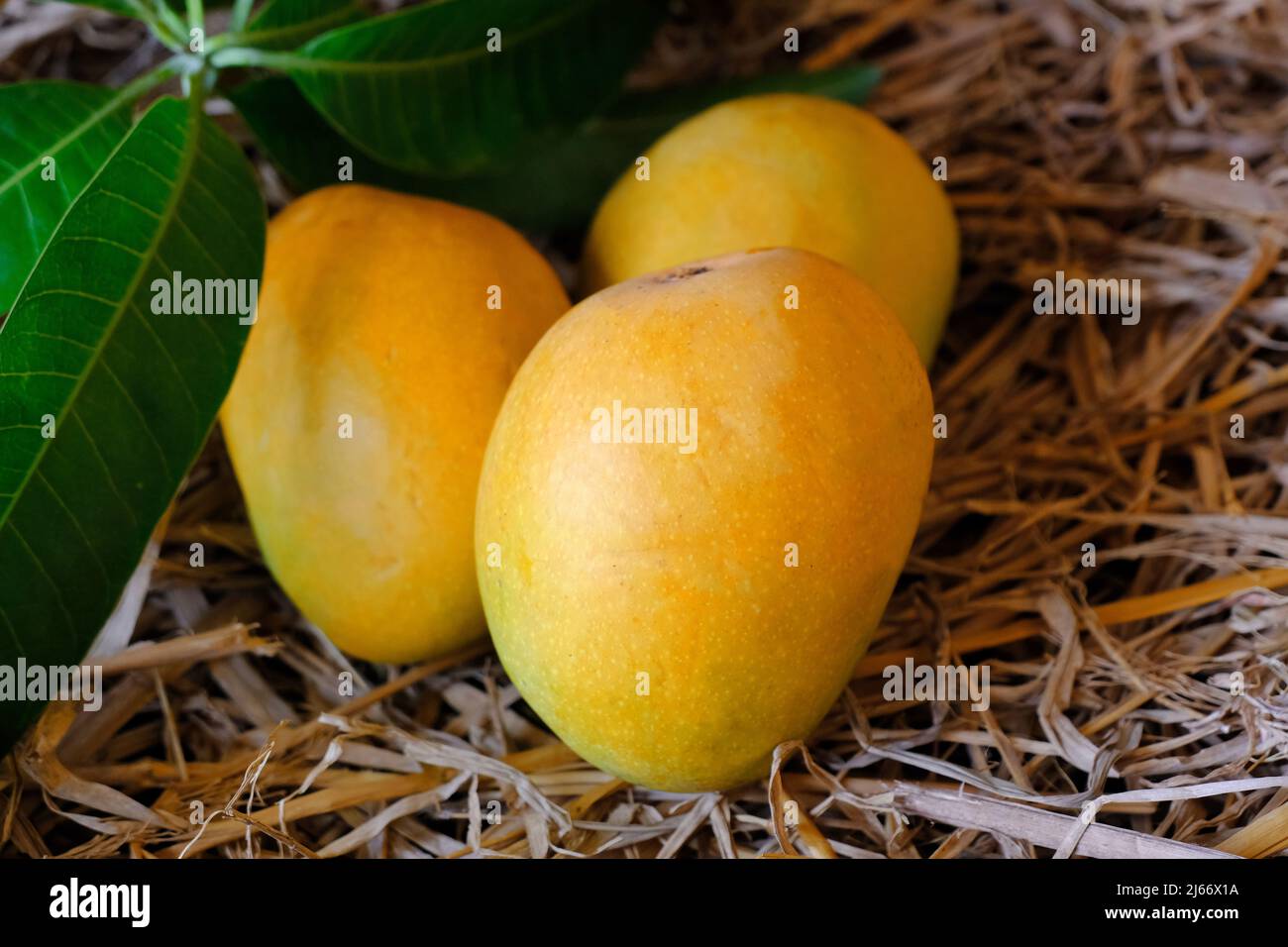 Fresh Yellow mango with leaves, harvest from farm Stock Photo - Alamy