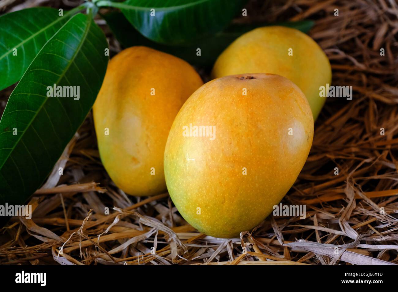 Fresh Yellow mango with leaves, harvest from farm Stock Photo - Alamy