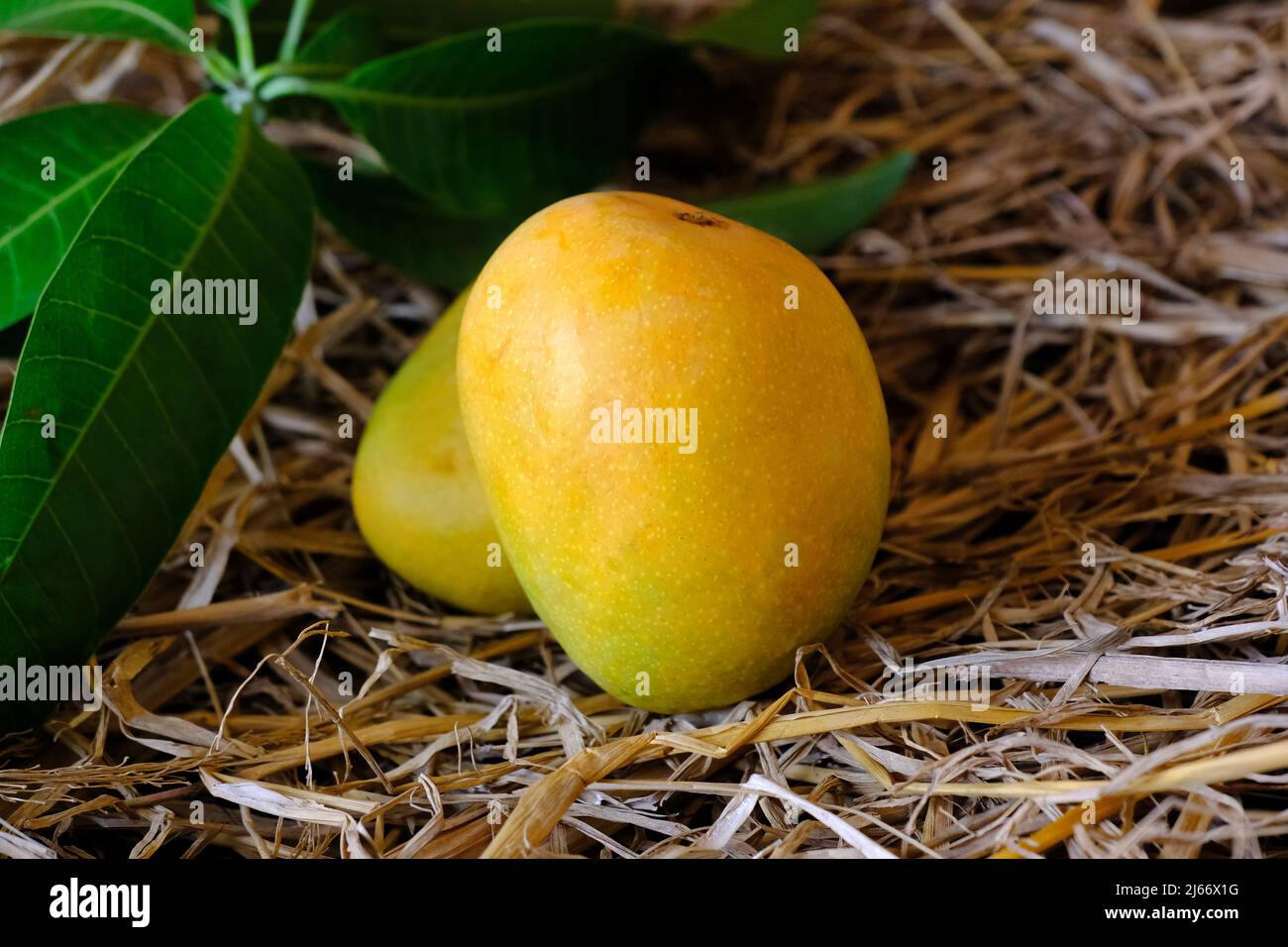 Fresh Yellow mango with leaves, harvest from farm Stock Photo - Alamy