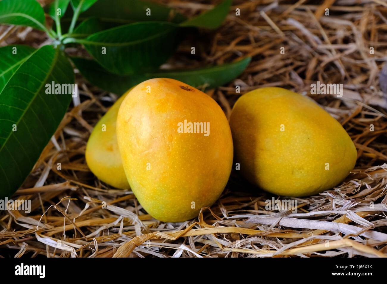 Fresh Yellow mango with leaves, harvest from farm Stock Photo - Alamy