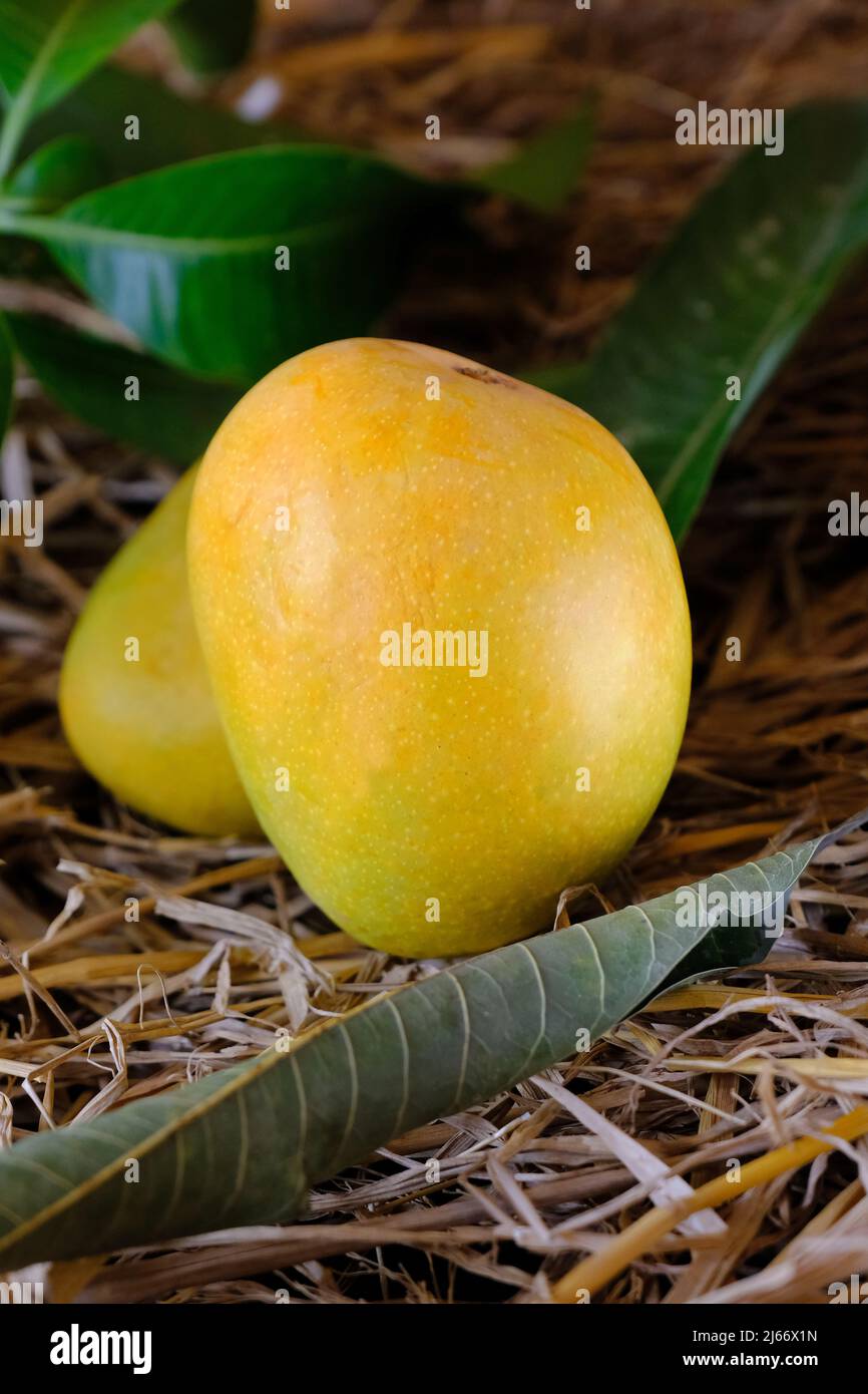 Fresh Yellow mango with leaves, harvest from farm Stock Photo - Alamy