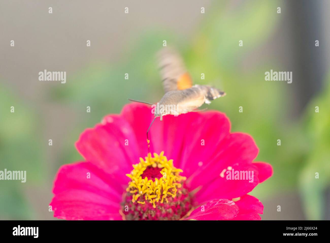 Close-up shot of a Colibri Moth (Macroglossum stellatarum) collecting ...