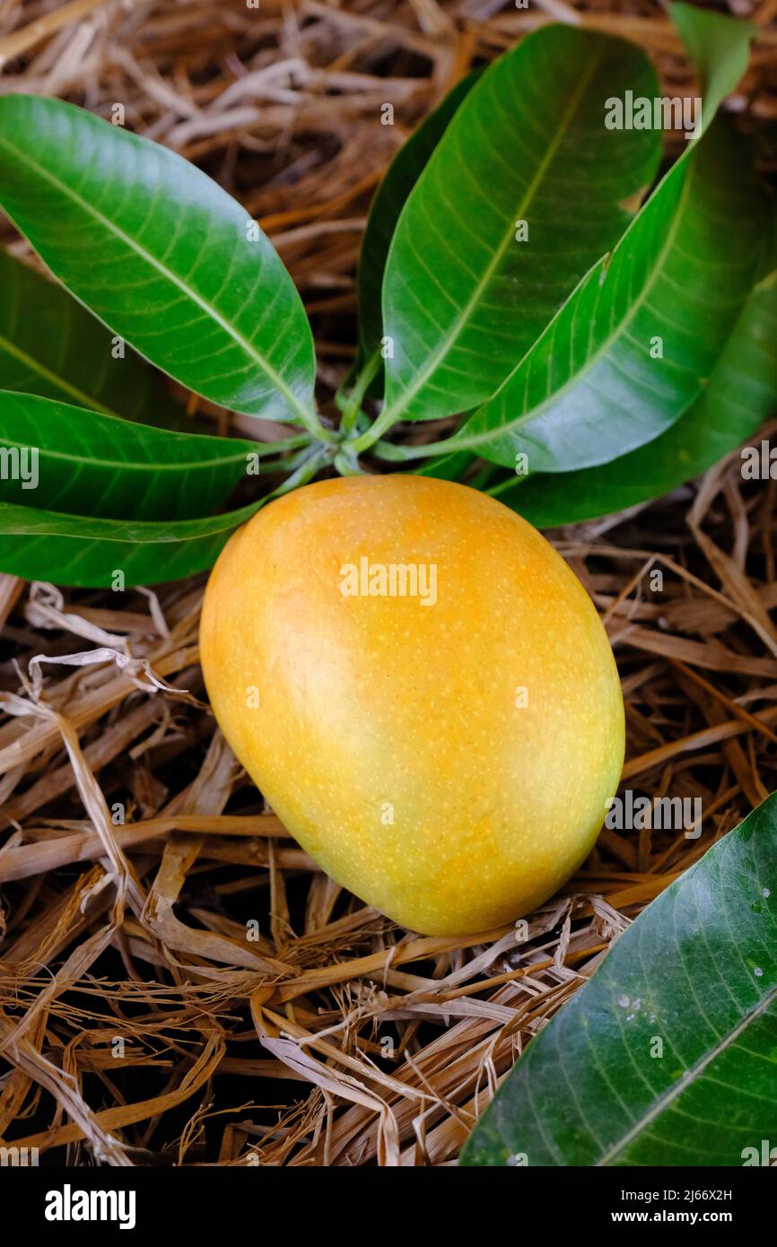 Fresh Yellow mango with leaves, harvest from farm Stock Photo - Alamy