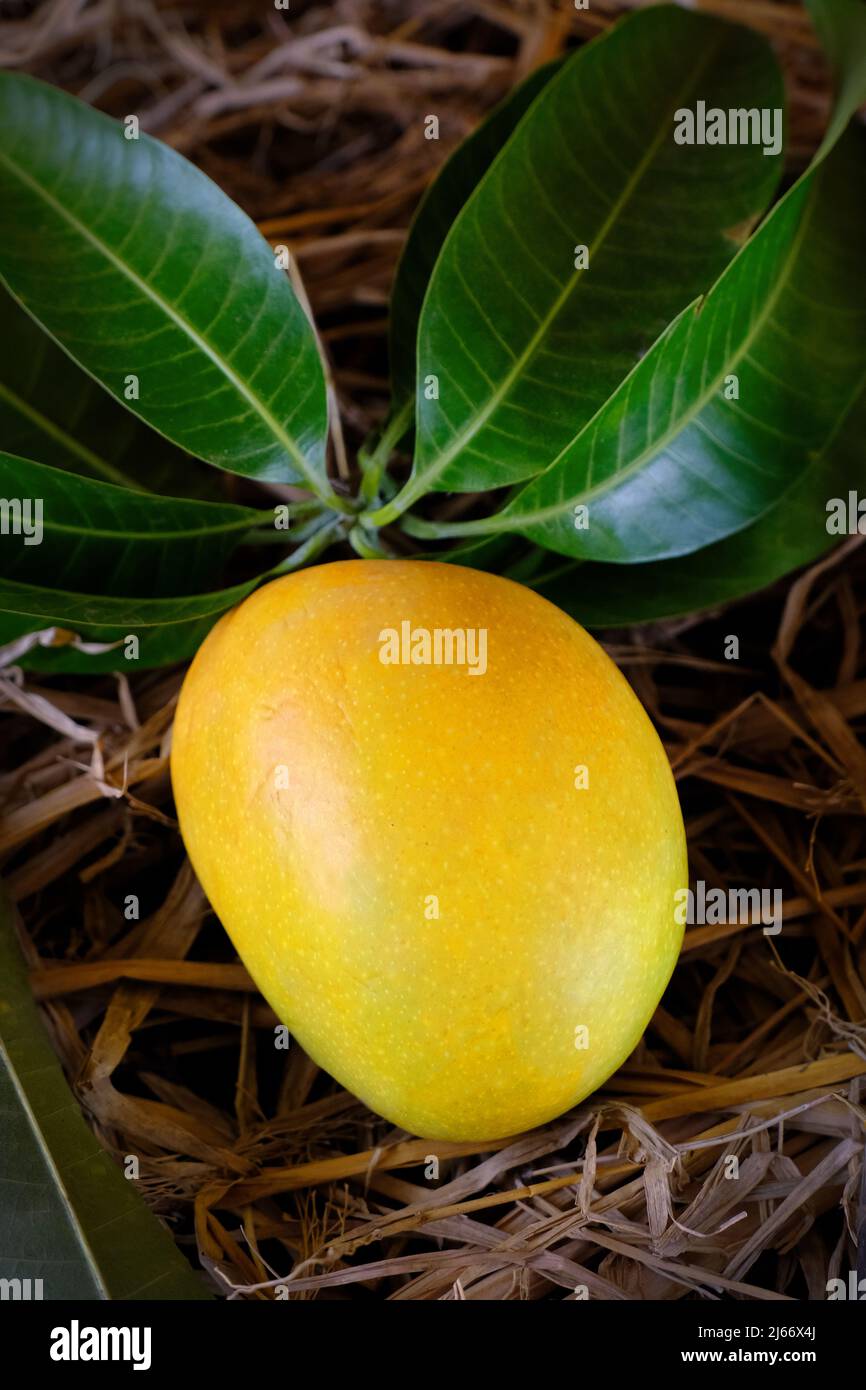 Fresh Yellow mango with leaves, harvest from farm Stock Photo - Alamy