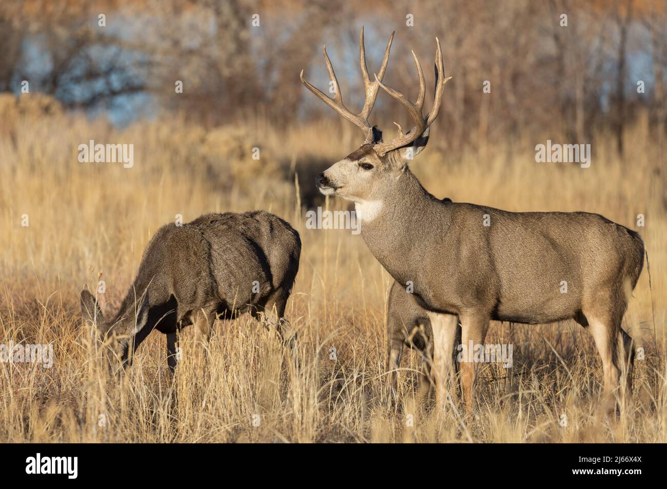 Mule Deer Rutting in Colorado in Autumn Stock Photo - Alamy