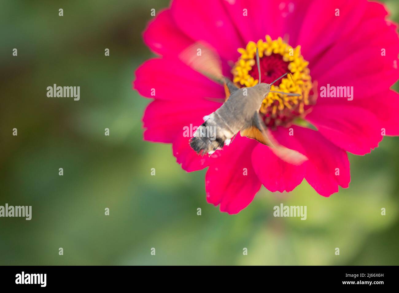 Colibri butterfly hi-res stock photography and images - Alamy