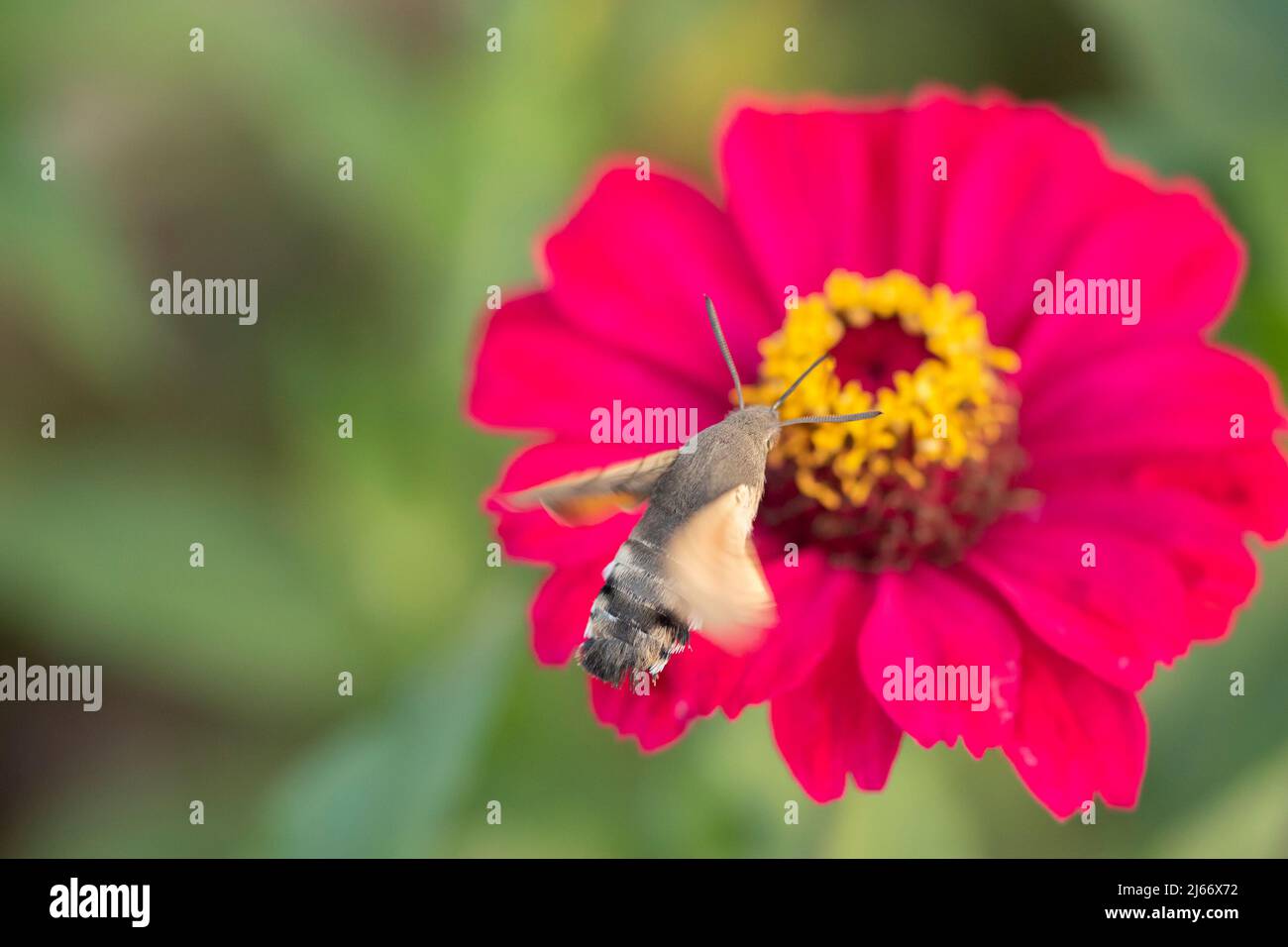 Close-up shot of a Colibri Moth (Macroglossum stellatarum) collecting ...