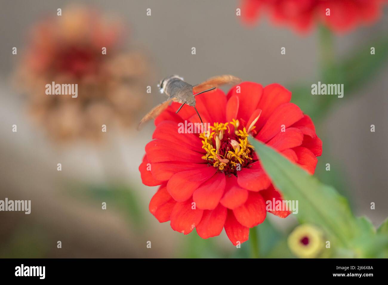 Close-up shot of a Colibri Moth (Macroglossum stellatarum) collecting ...
