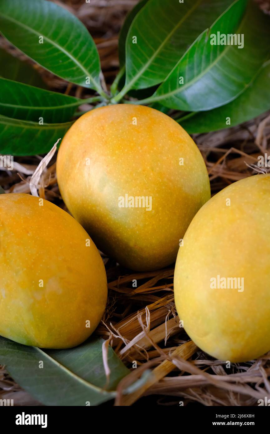 Fresh Yellow mango with leaves, harvest from farm Stock Photo - Alamy