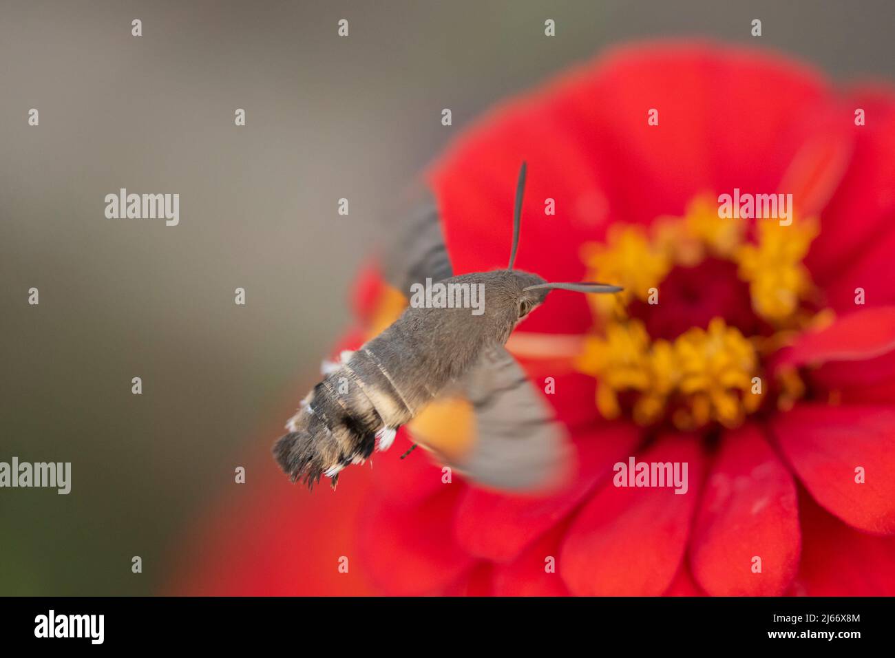 Close-up shot of a Colibri Moth (Macroglossum stellatarum) collecting ...
