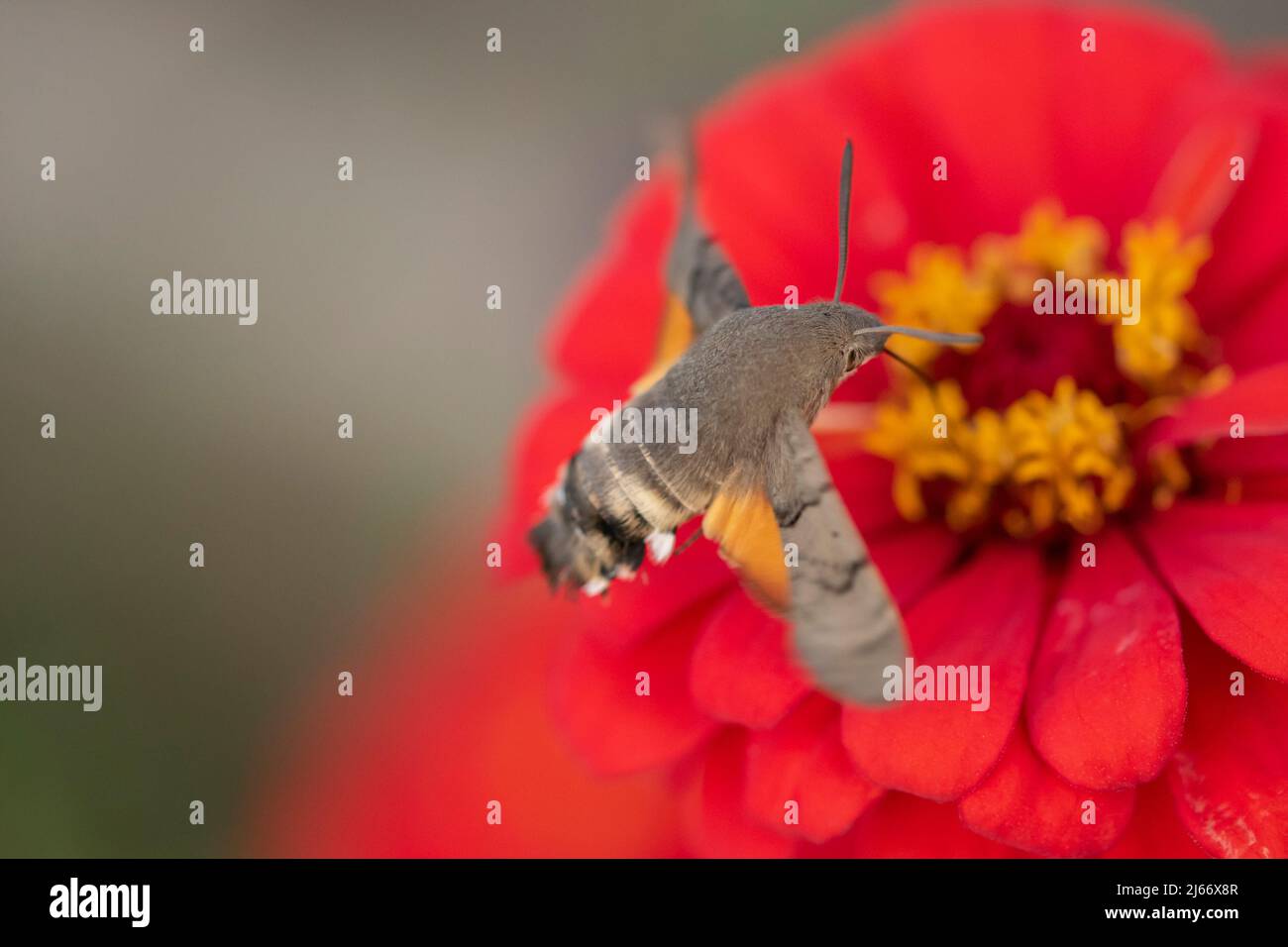 Close-up shot of a Colibri Moth (Macroglossum stellatarum) collecting ...