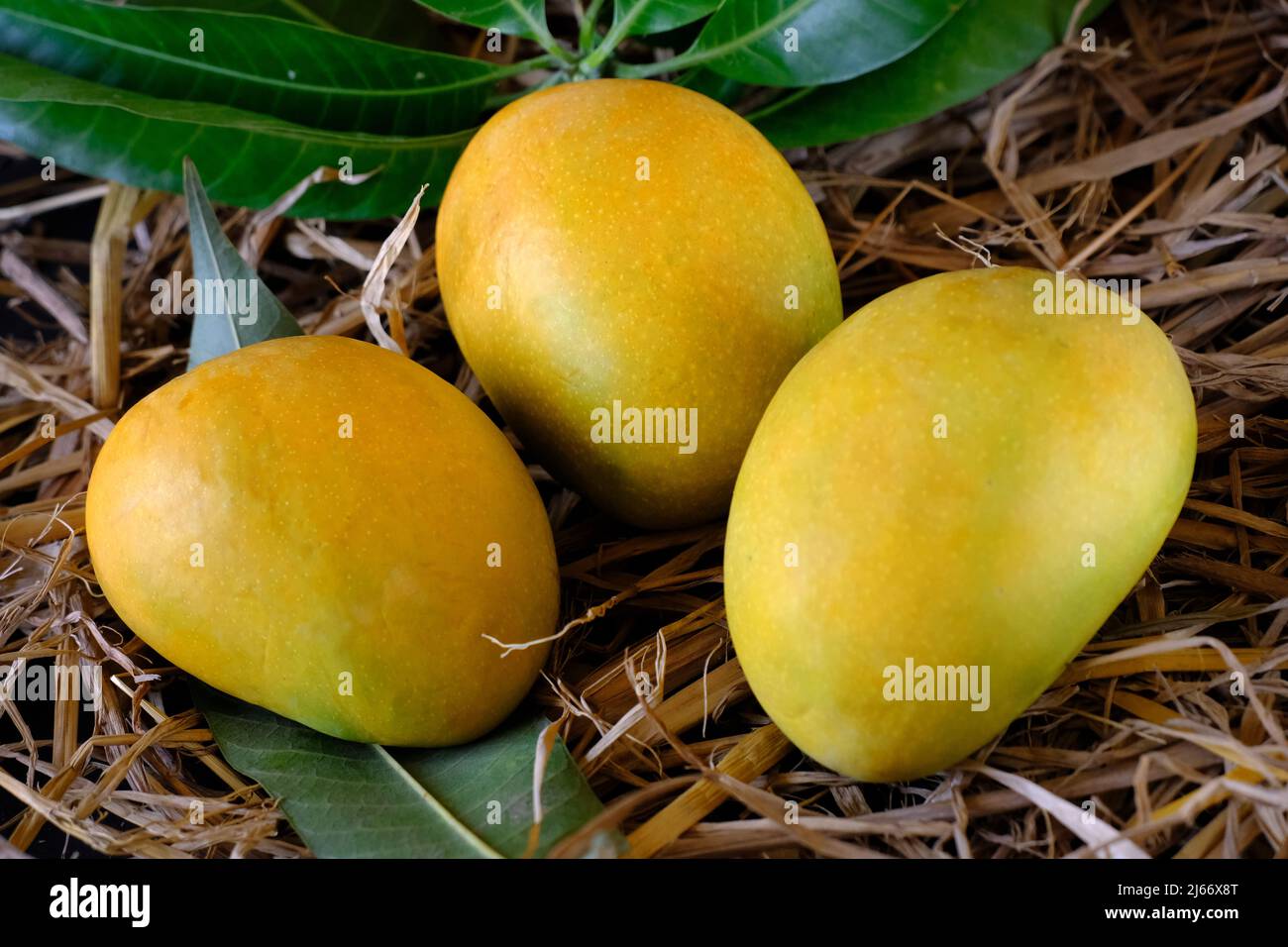 Fresh Yellow mango with leaves, harvest from farm Stock Photo - Alamy