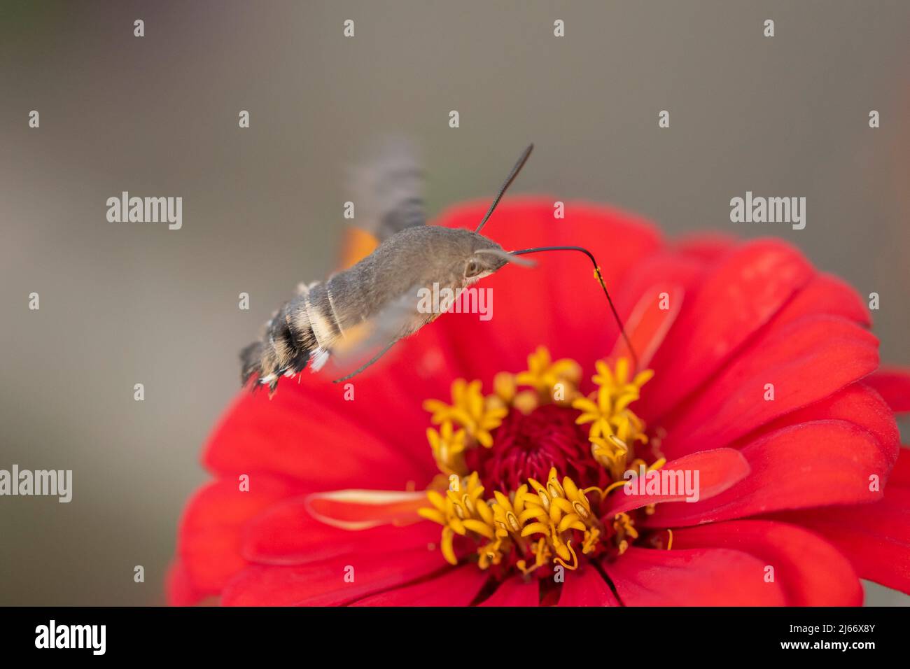Close-up shot of a Colibri Moth (Macroglossum stellatarum) collecting ...