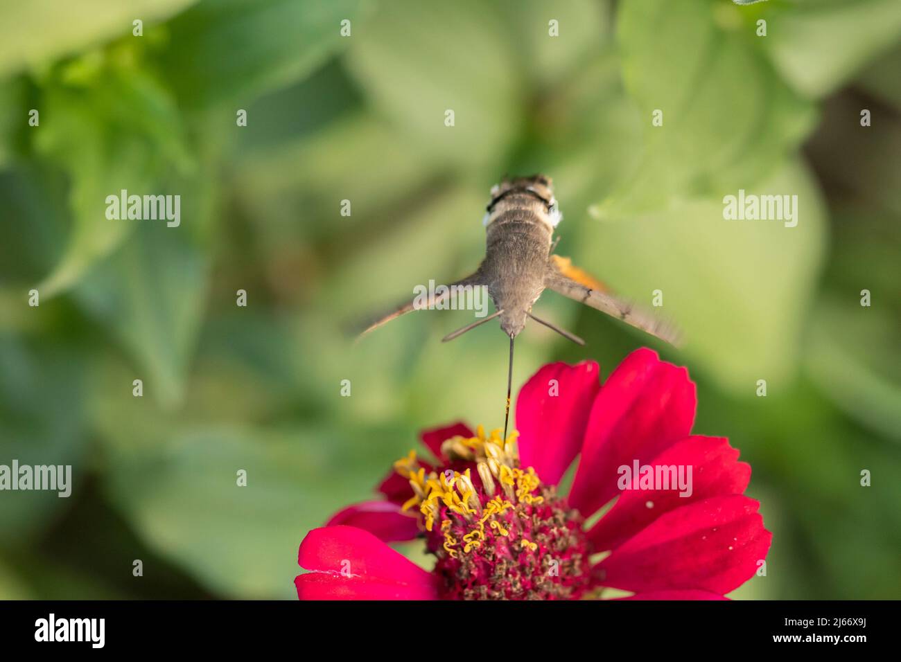 Close-up shot of a Colibri Moth (Macroglossum stellatarum) collecting ...
