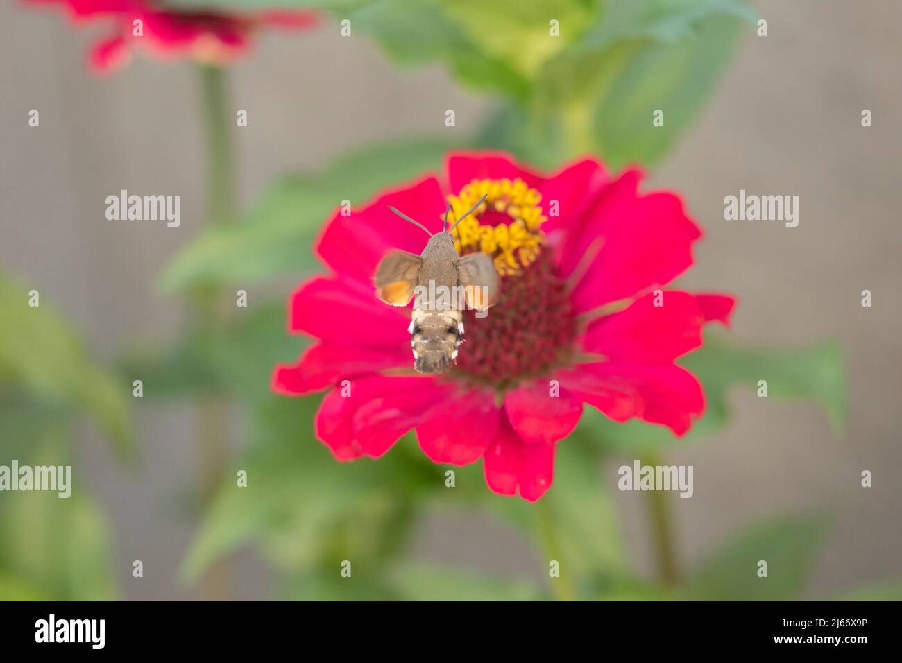 Close-up shot of a Colibri Moth (Macroglossum stellatarum) collecting ...