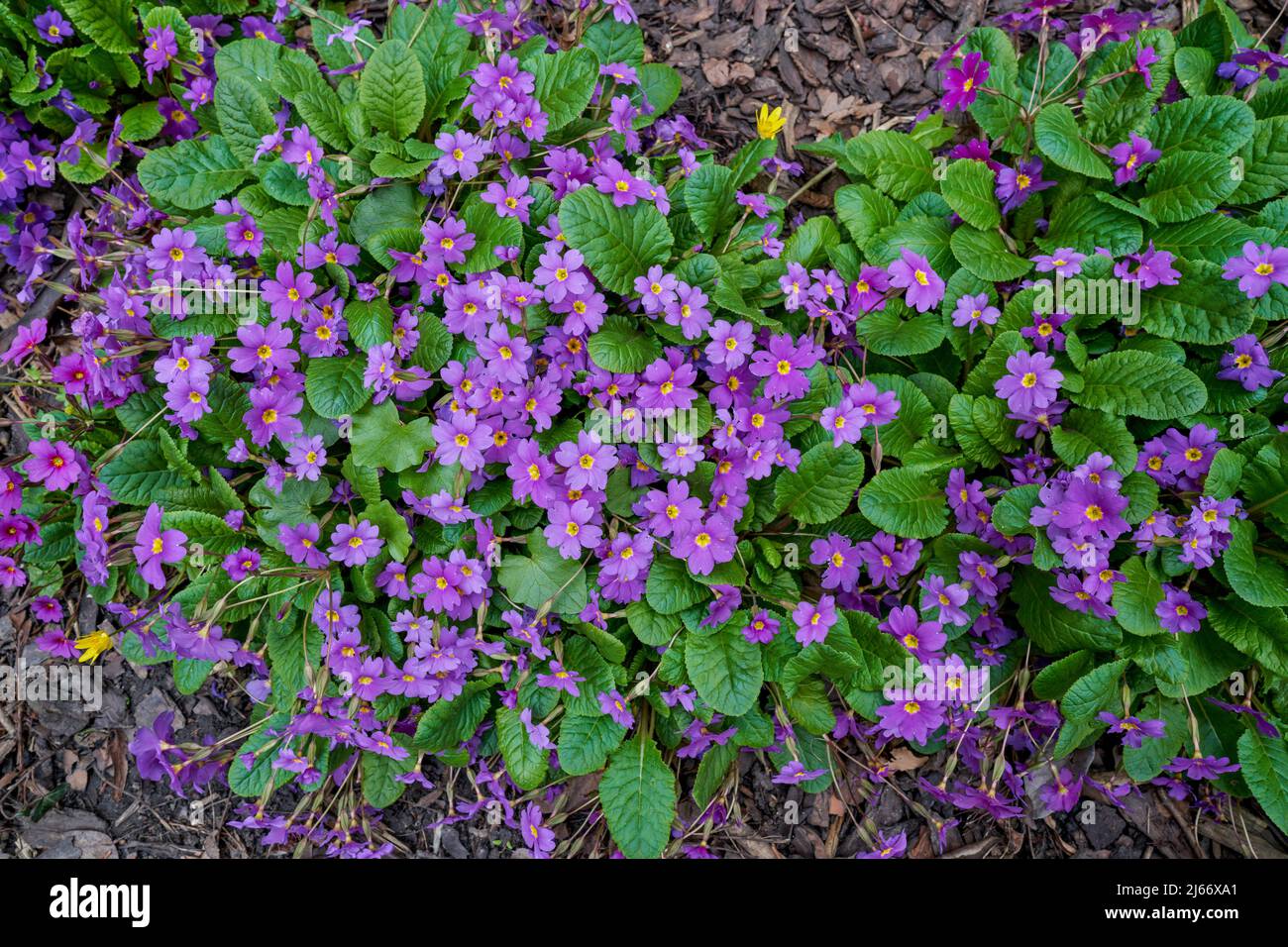 Primula wanda hi-res stock photography and images - Alamy