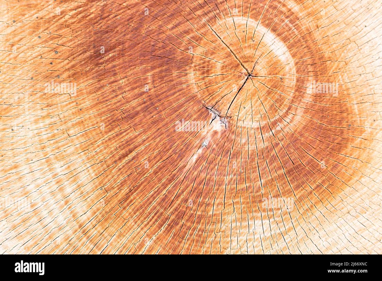 Detail of a trunk of a cut tree Stock Photo - Alamy