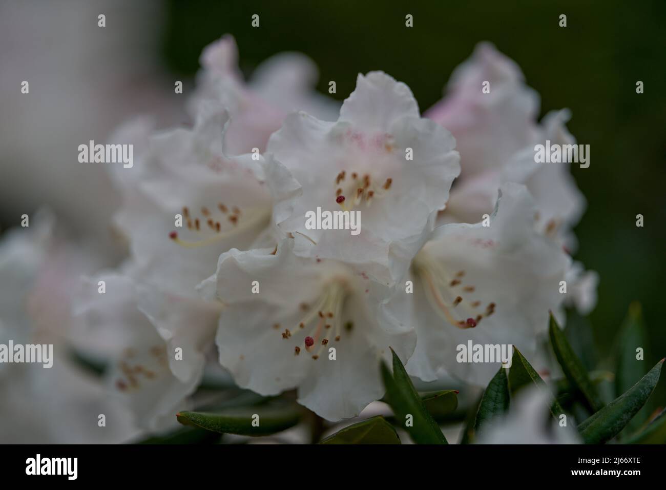Lush,colorful Rhododendron blossom flowers close up Stock Photo - Alamy