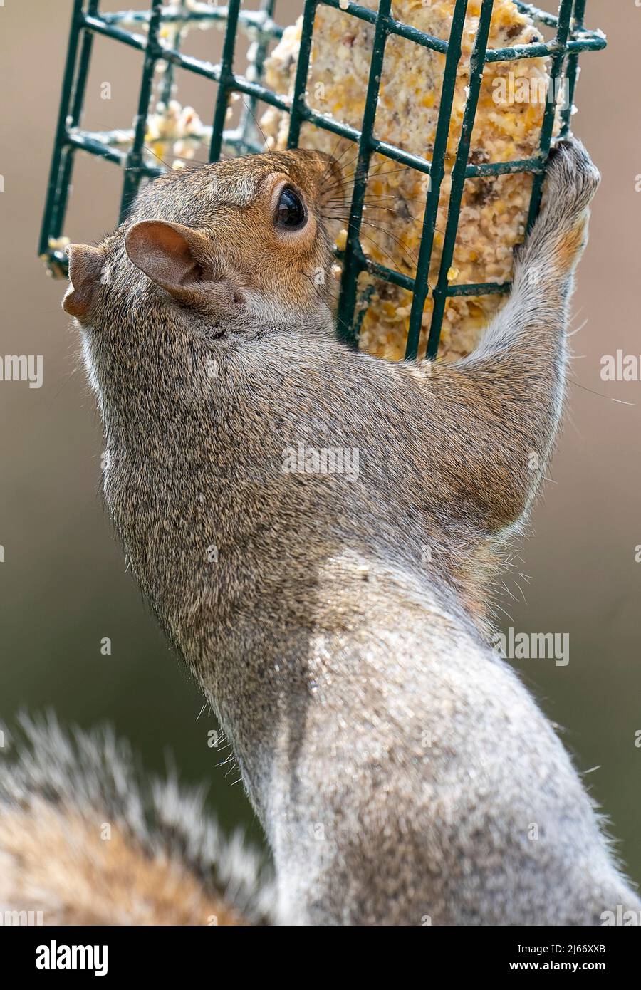 Squirrel attack hi-res stock photography and images - Alamy