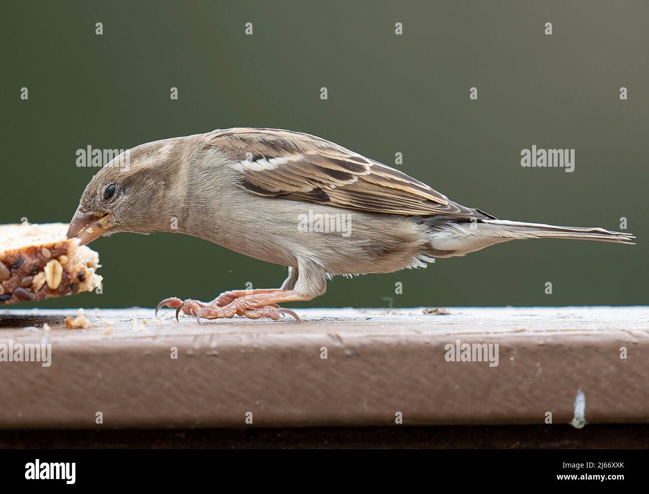 Garden bird eating bread hi-res stock photography and images - Alamy