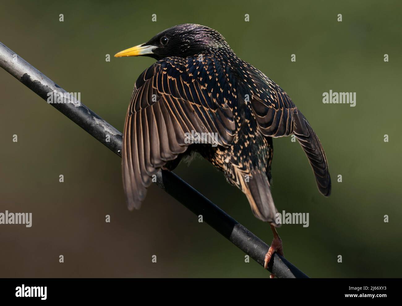 Starling perching on a sliding metal bar Stock Photo - Alamy