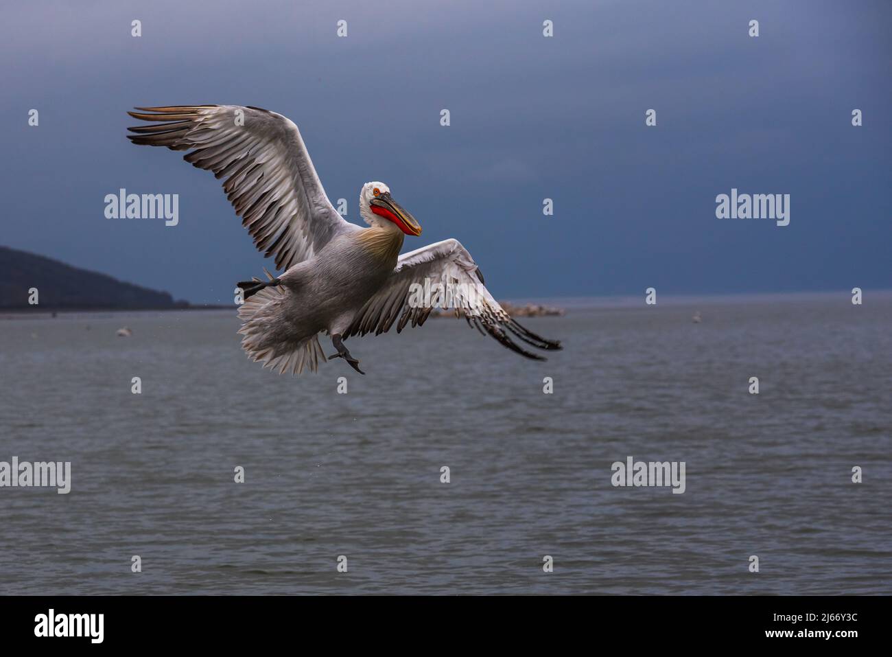 A Dalmatian Pelican in flight - action - wings wide open Stock Photo ...