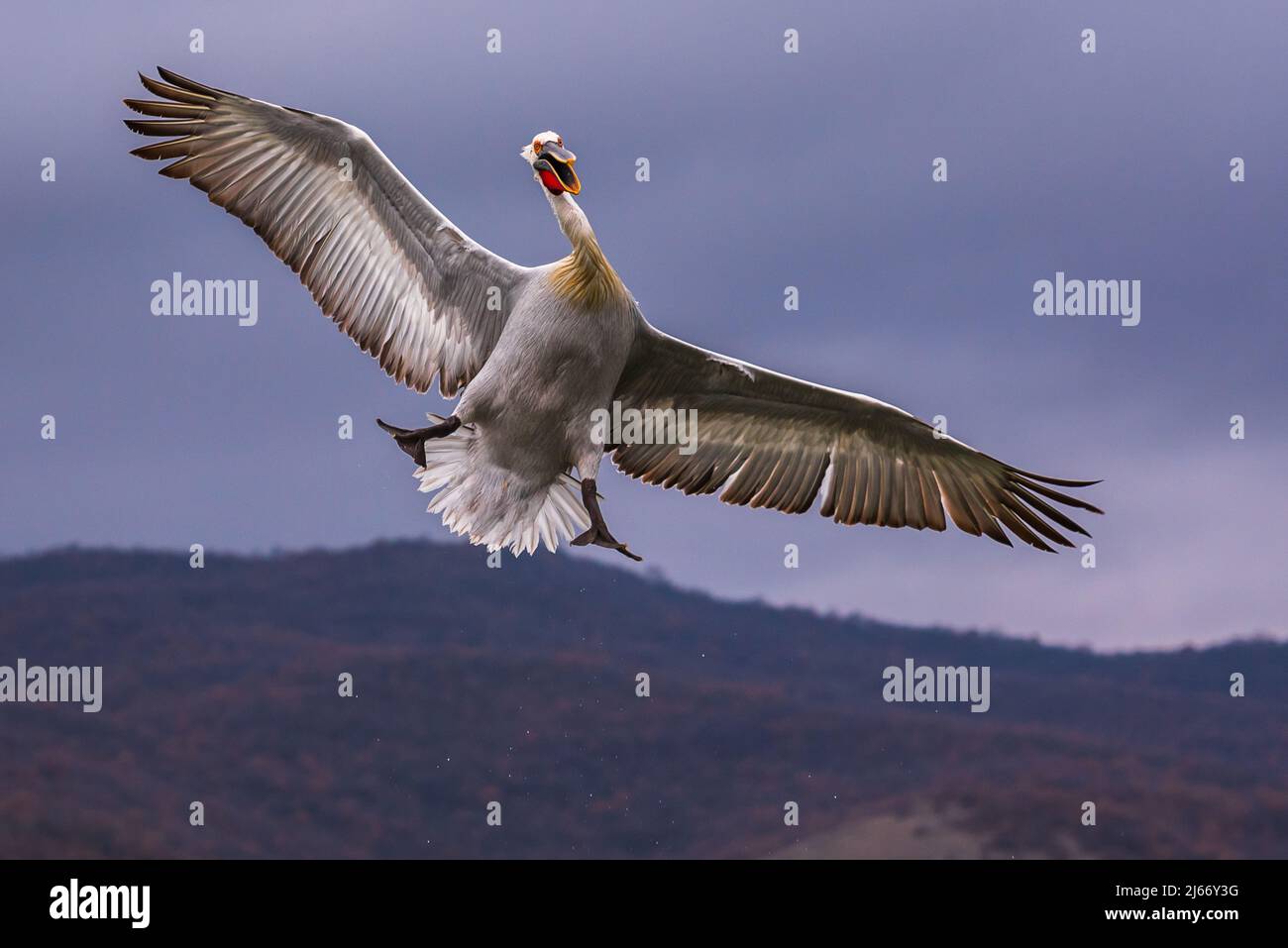 White lumage hi-res stock photography and images - Alamy