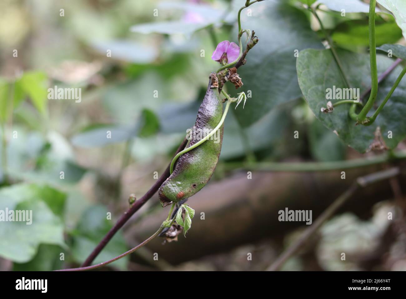 Bean Plant with flower in a Vegetable tree garden village, Close up ...