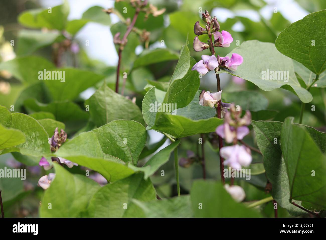 Bean Plant with flower in a Vegetable tree garden village, Close up ...
