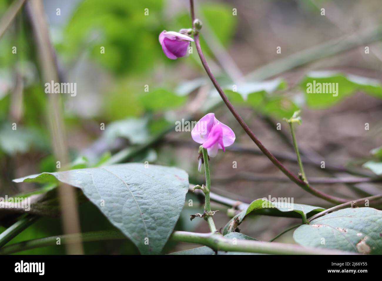 Bean Plant with flower in a Vegetable tree garden village, Close up ...