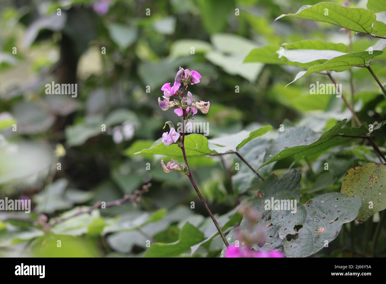 Bean Plant with flower in a Vegetable tree garden village, Close up ...