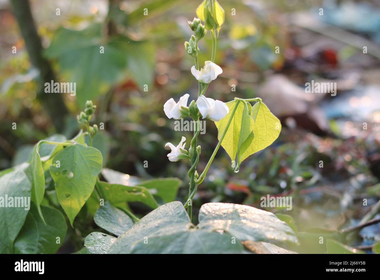 Bean Plant with flower in a Vegetable tree garden village, Close up ...