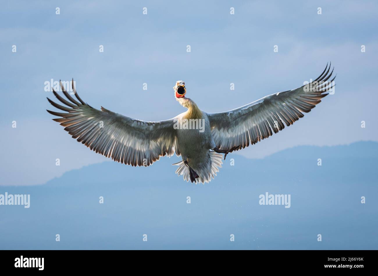 A Dalmatian Pelican in flight - action - wings wide open Stock Photo ...