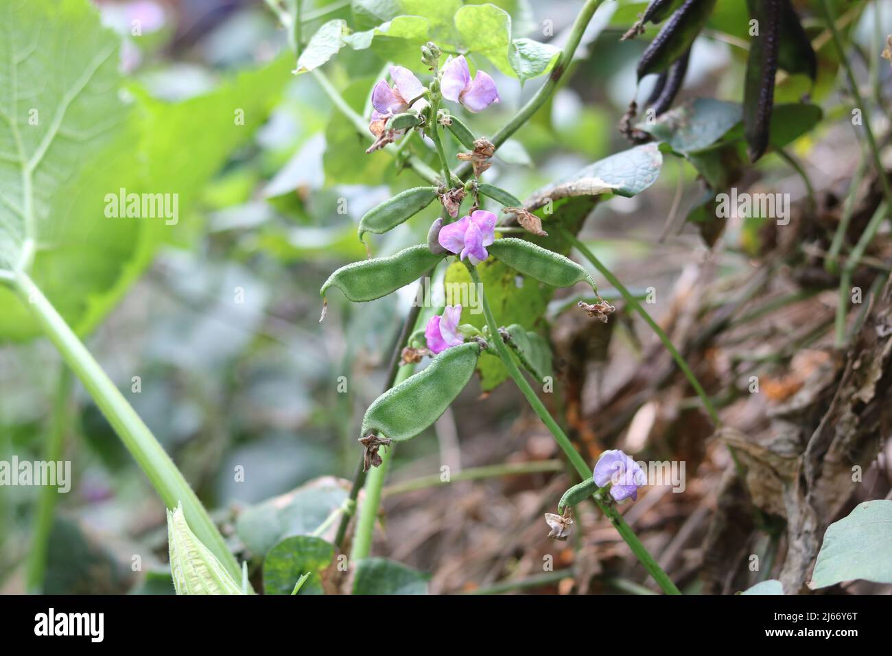 Bean Plant with flower in a Vegetable tree garden village, Close up ...