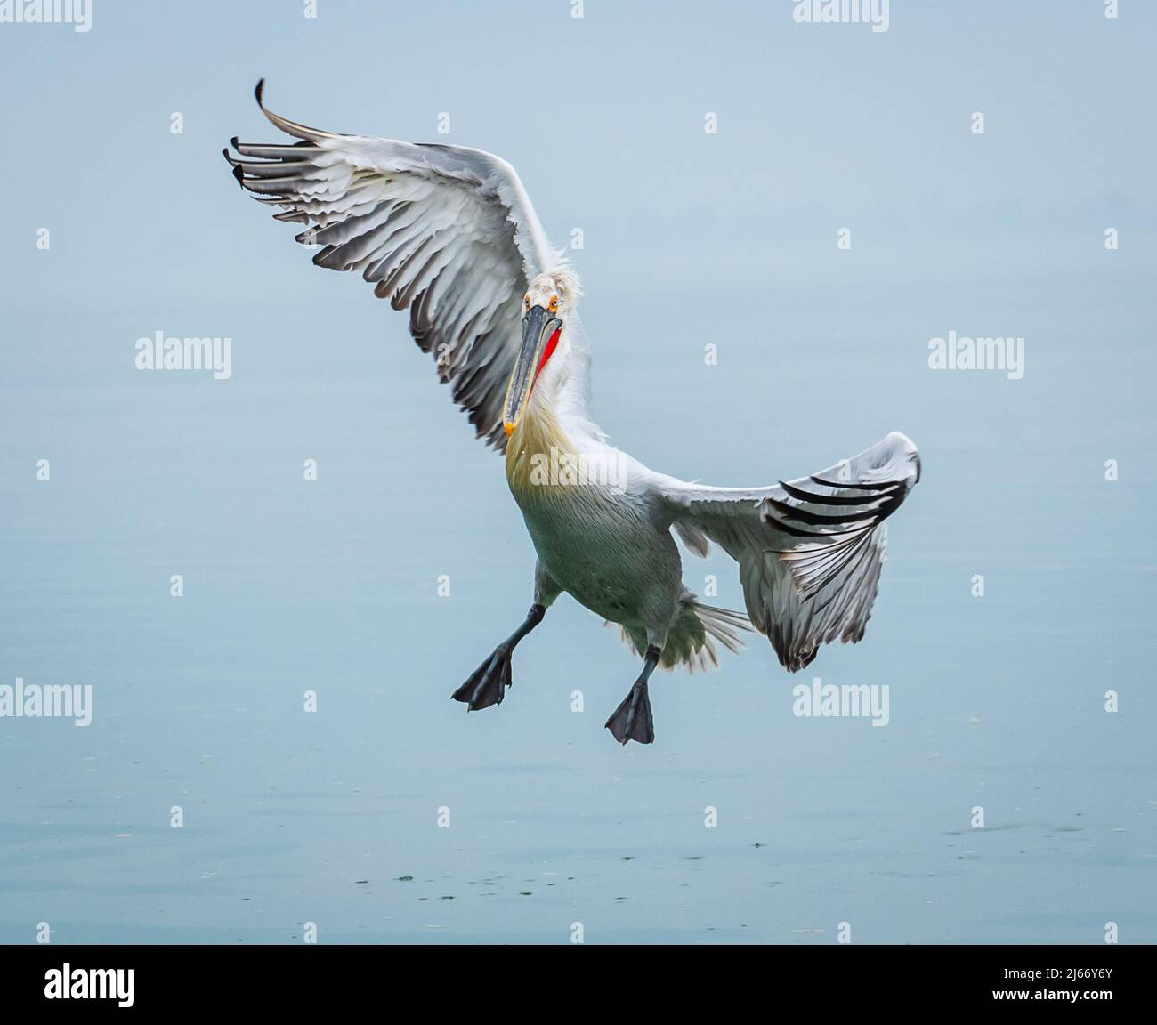 A Dalmatian Pelican in flight - action - wings wide open Stock Photo ...