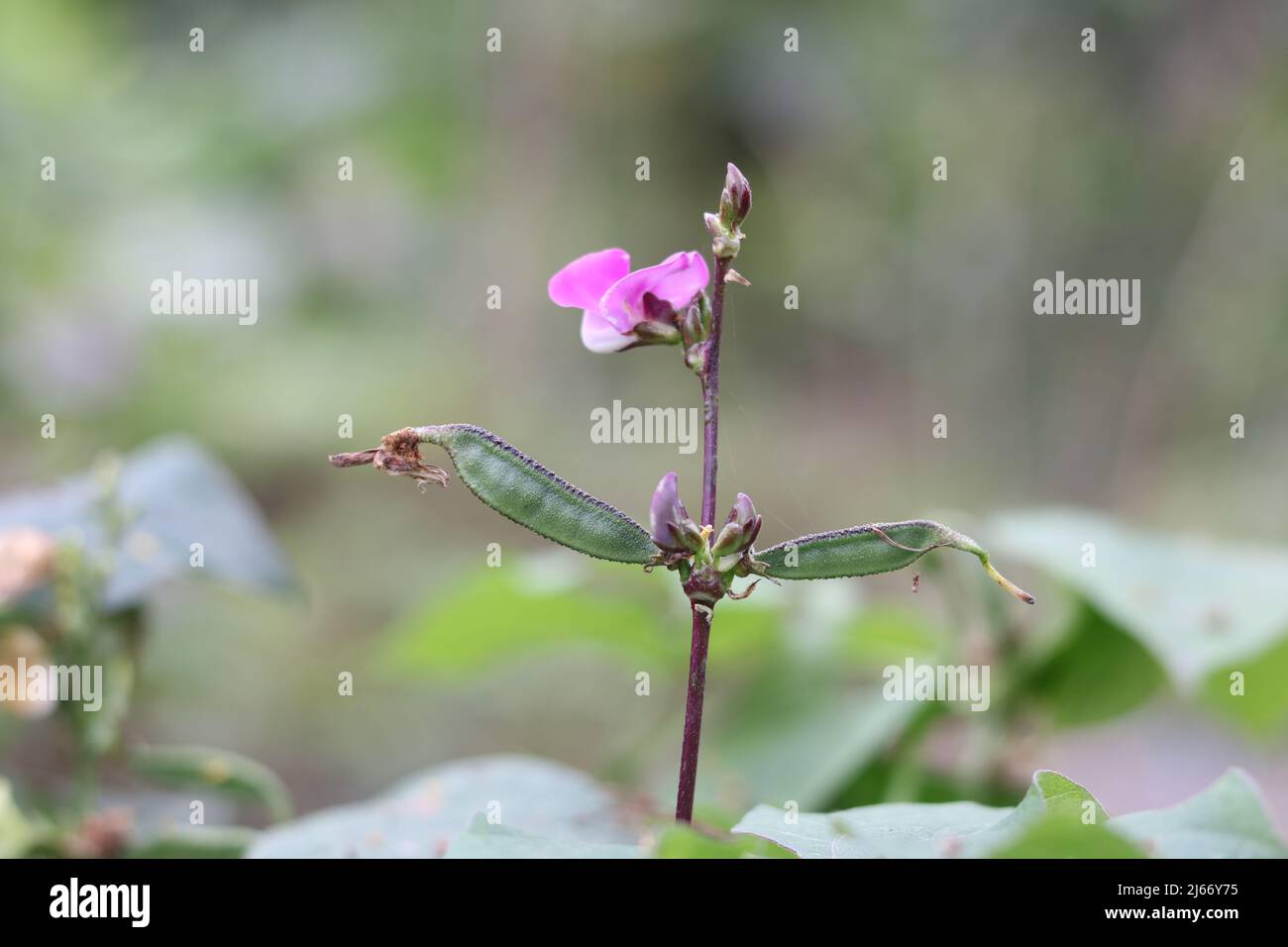 Bean Plant with flower in a Vegetable tree garden village, Close up ...