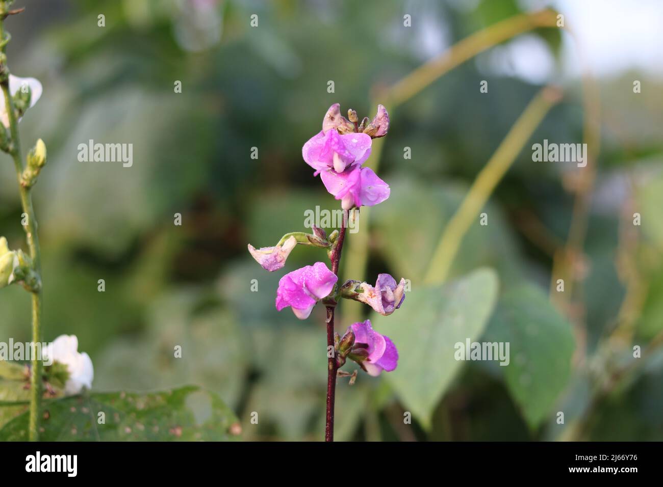 Bean Plant with flower in a Vegetable tree garden village, Close up ...