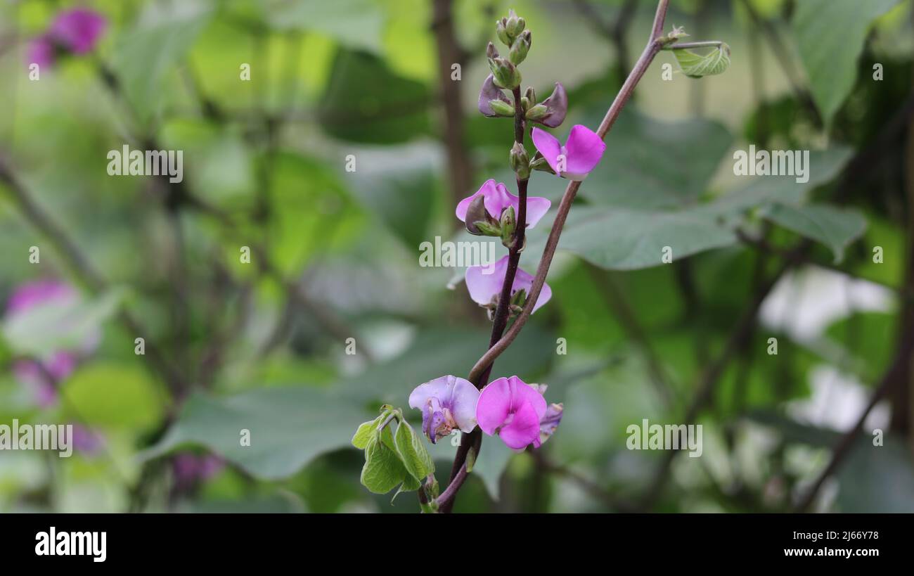 Bean Plant with flower in a Vegetable tree garden village, Close up ...