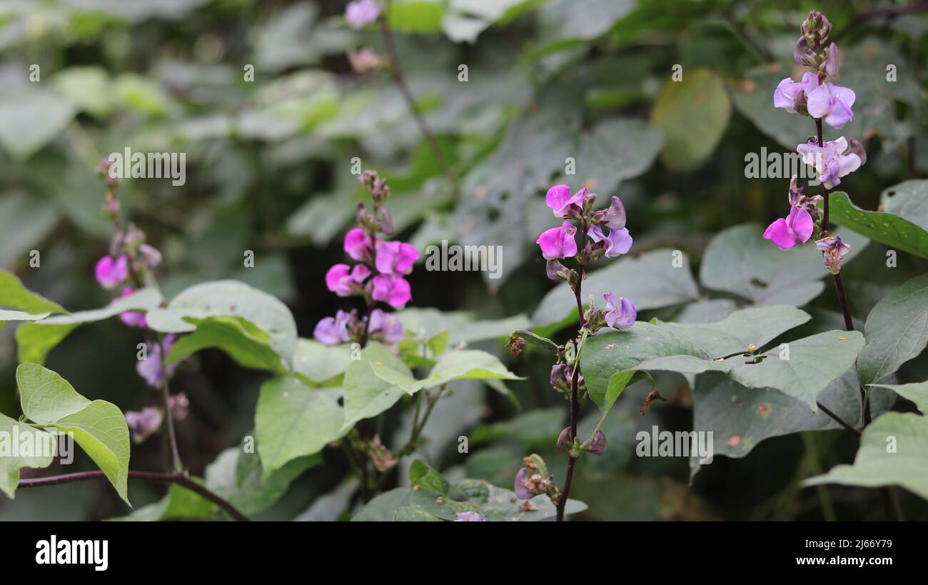 Bean Plant with flower in a Vegetable tree garden village, Close up ...
