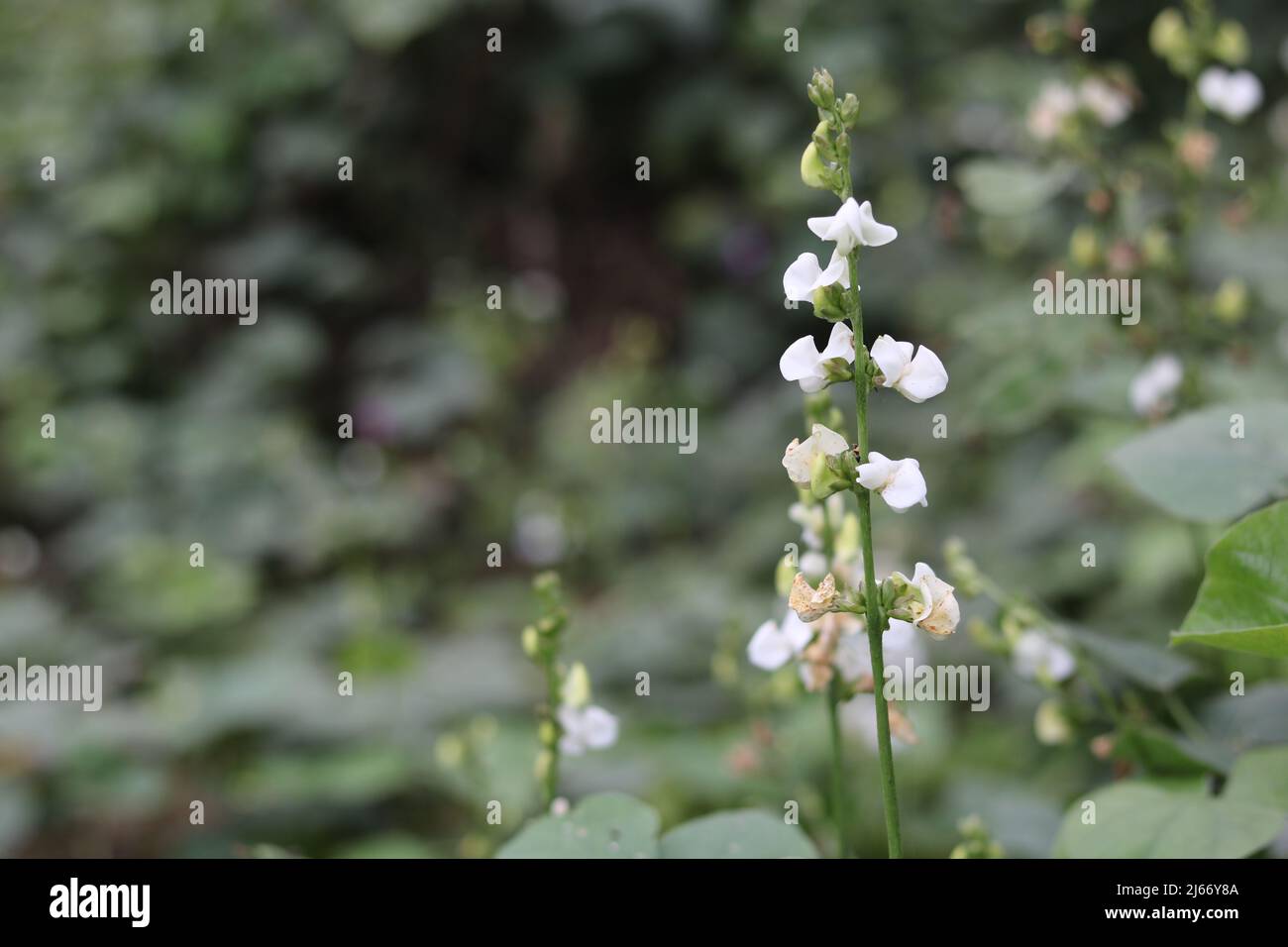 Bean Plant with flower in a Vegetable tree garden village, Close up ...