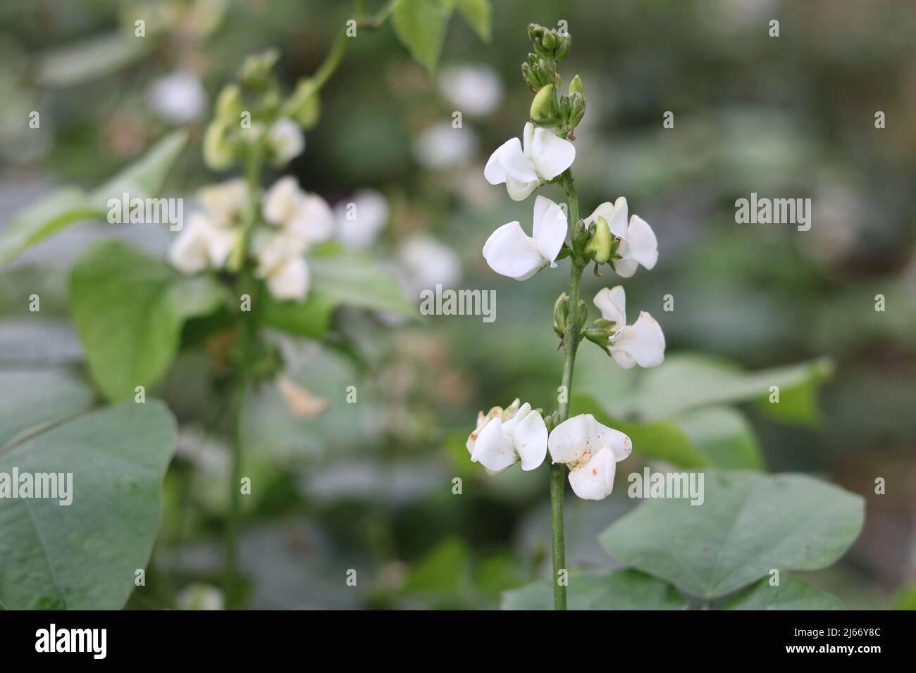 Bean Plant with flower in a Vegetable tree garden village, Close up ...