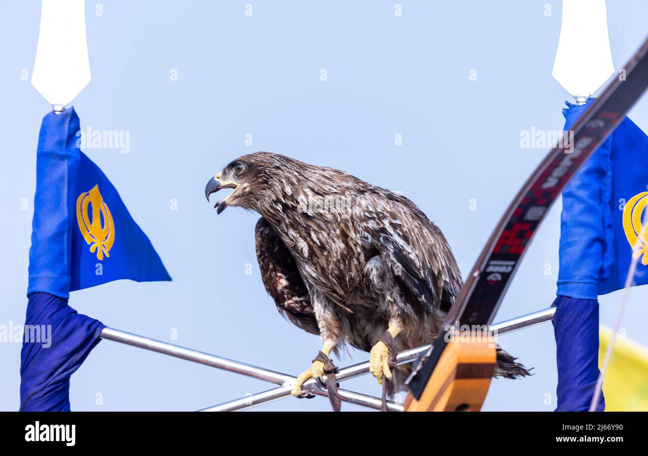 Black Kite (Milvus migrans) eagle perched on iron rods with sikhism ...