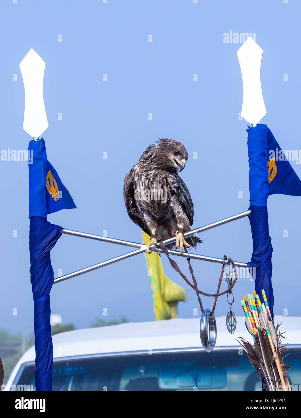 Black Kite (Milvus migrans) eagle perched on iron rods with sikhism ...