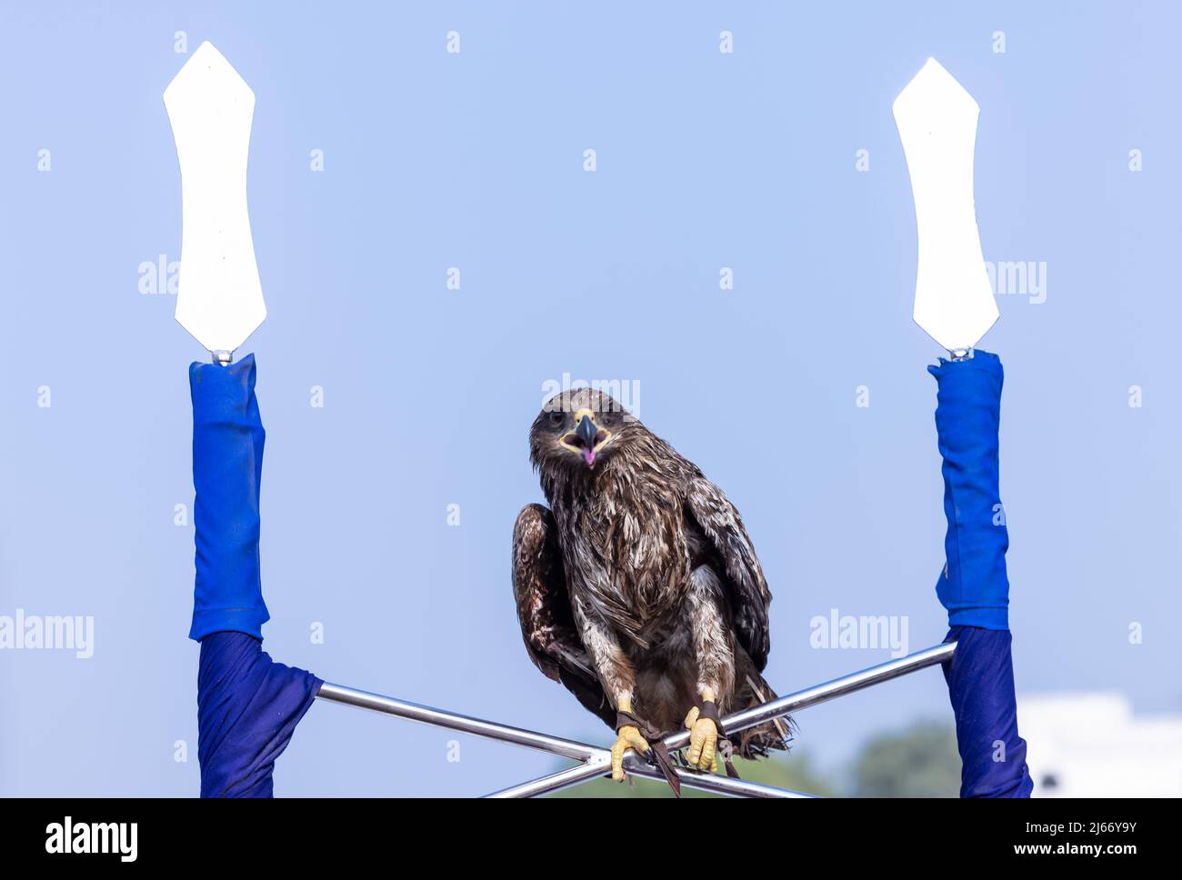 Black Kite (Milvus migrans) eagle perched on iron rods with sikhism ...