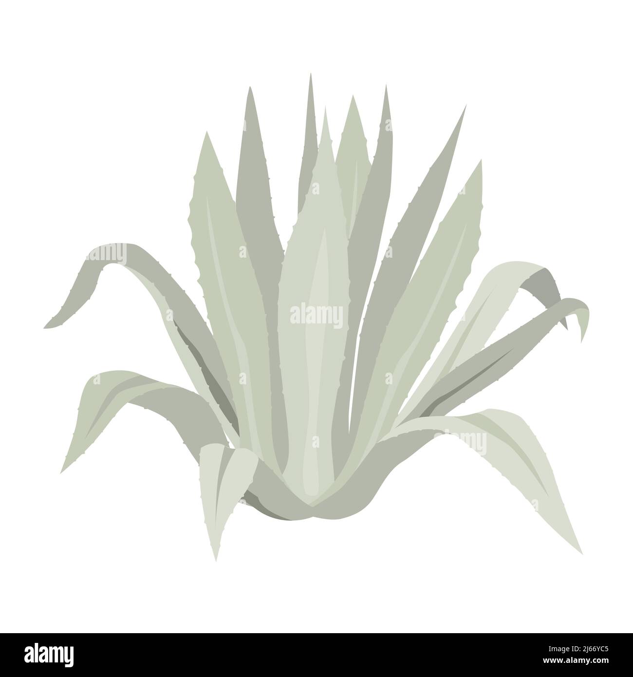 Blue agave plant. Vector flat illustration isolated on white Stock ...