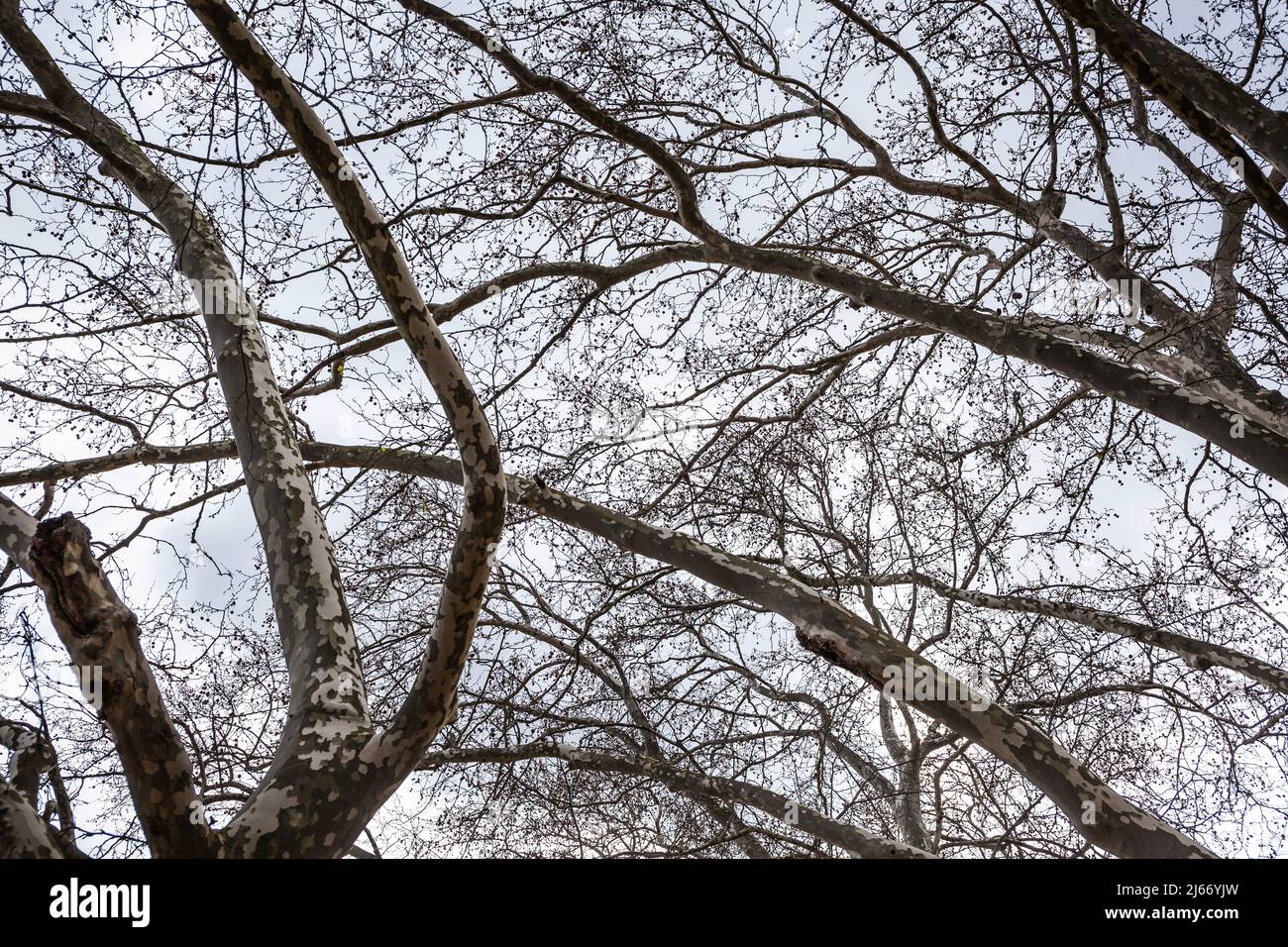 trees photographed against the sky Stock Photo - Alamy