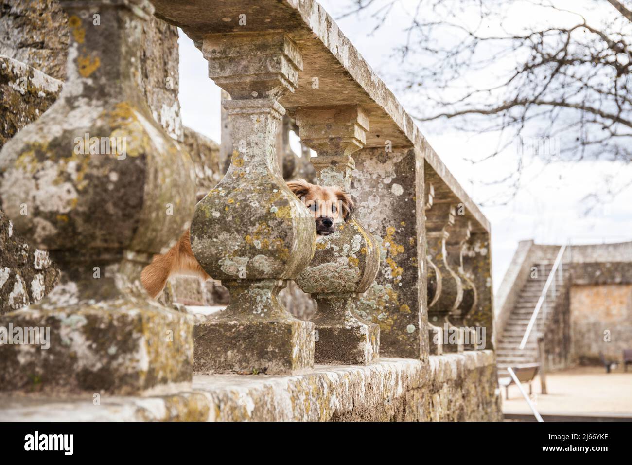 a dog peers through an antique carved stone railing in Santarem ...