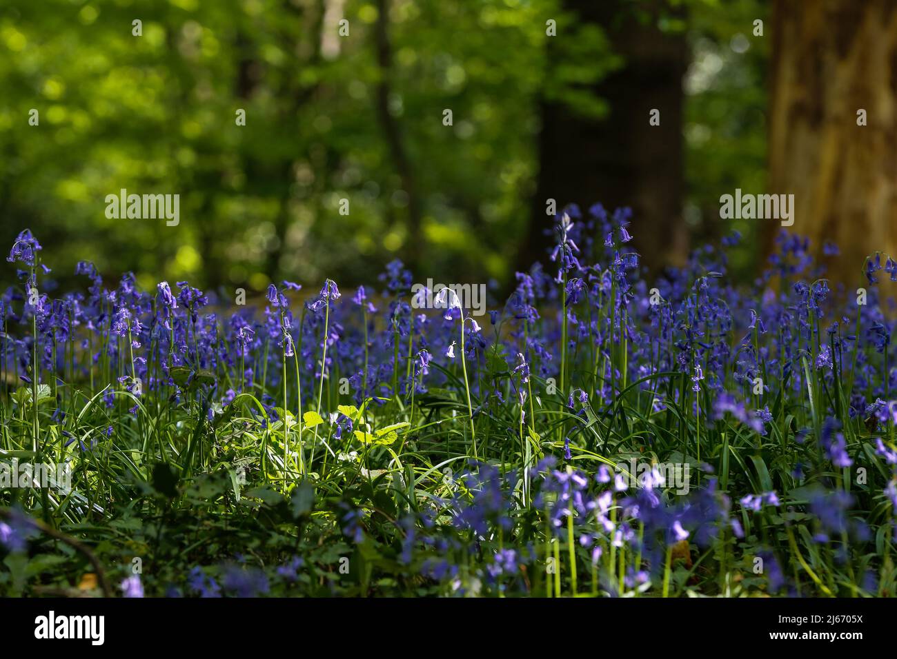 Bell shaped blue blossoms hi-res stock photography and images - Alamy